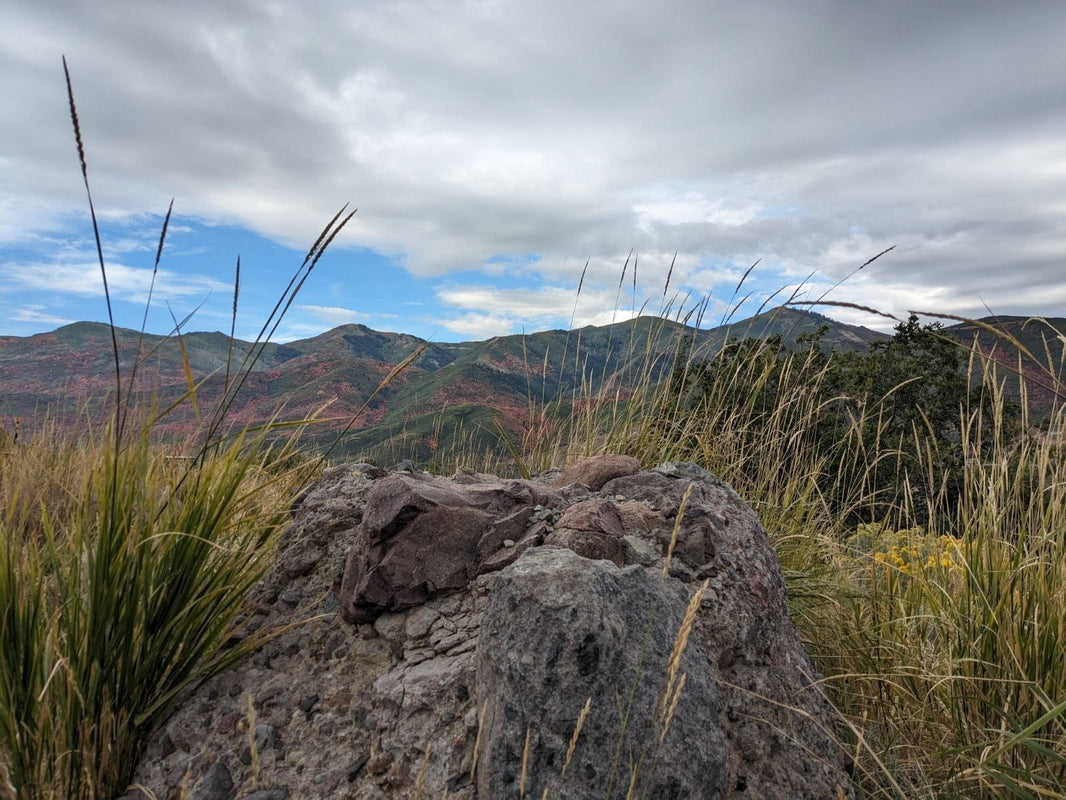 Native Seed – Beehive Nursery